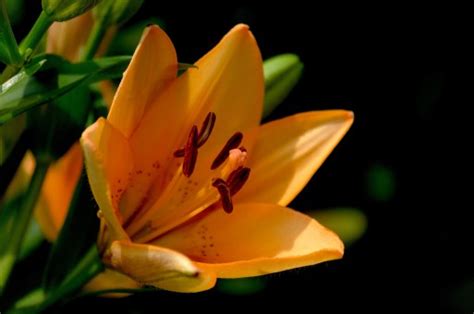 Fotos gratis naturaleza flor blanco pétalo primavera vegetal
