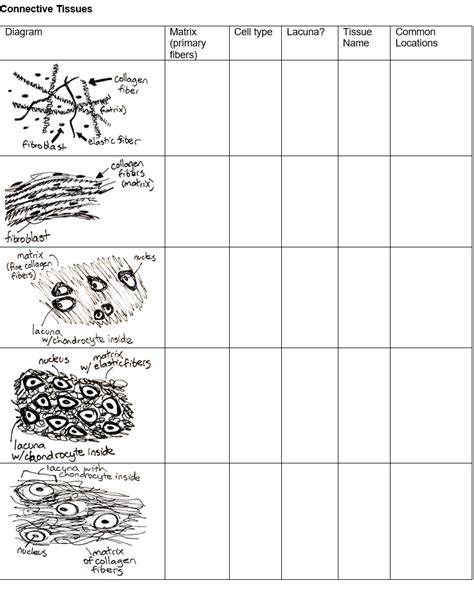 Solved Connective Tissues Diagram Matrix Cell Type Lacuna Tissue