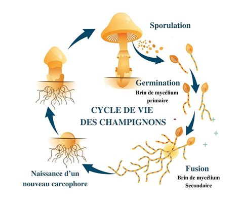 Comment Se Reproduisent Les Champignons MYCELIO