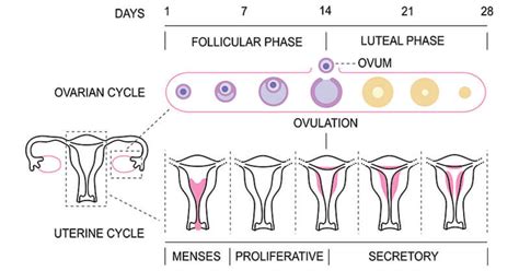 The Menstrual Cycle Menstrual Cycle In Hindi Female 60 OFF
