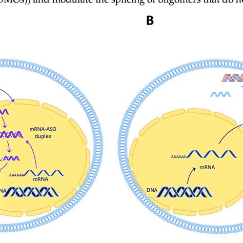 MRNA Degradation Mechanisms Through ASO And SiRNA A The ASO