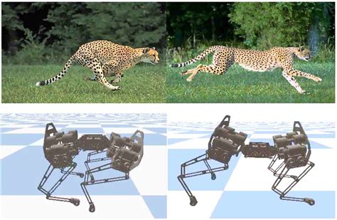 learning active spine behaviors for dynamic and efficient locomotion in quadruped robots deepai