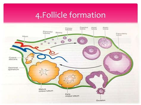 Development Of External And Internal Genitalia By Drpreksha Ppt