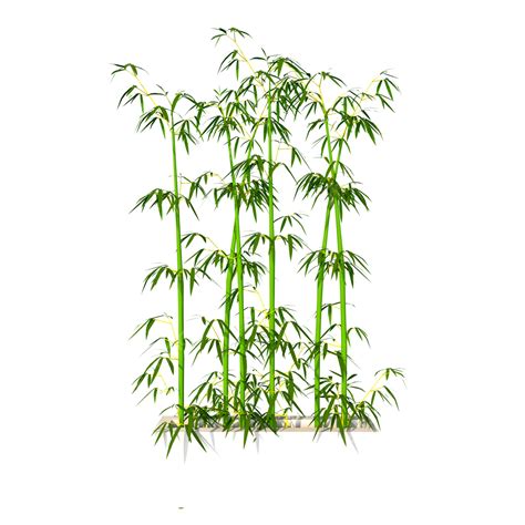Bamboo Plant Bamboo Bamboo Tree Plant PNG Transparent Clipart Image
