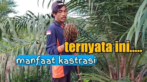 Manfaat Kastrasi Pada Kelapa Sawit Sangat Bagus YouTube
