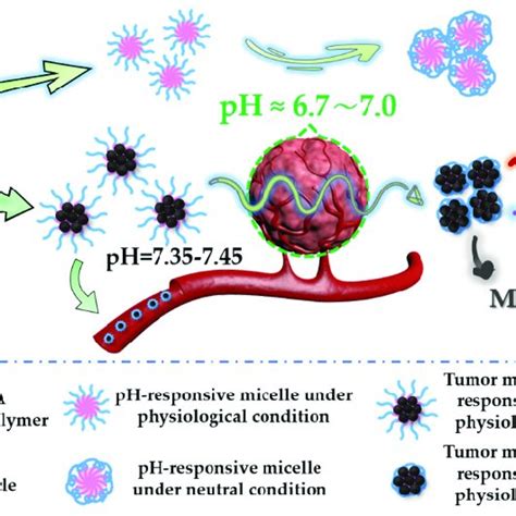 Schematic Illustration Of The Tumor Microenvironment Responsive MNF