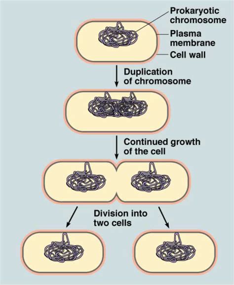 Binary Fission Diagram