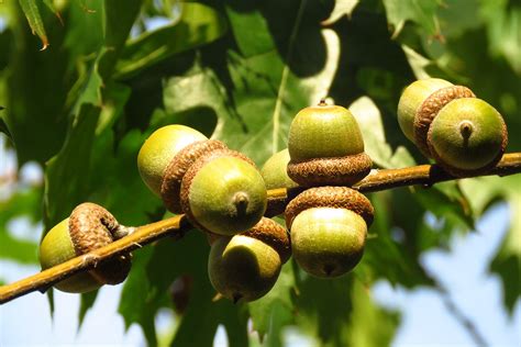 Amerikaanse Eik Quercus Rubra Hoogstam Boom Meter