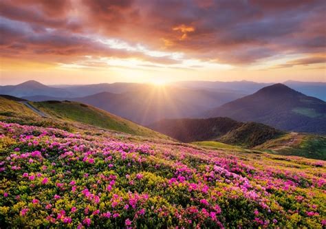 Premium Photo Mountains During Flowers Blossom And Sunrise Flowers On