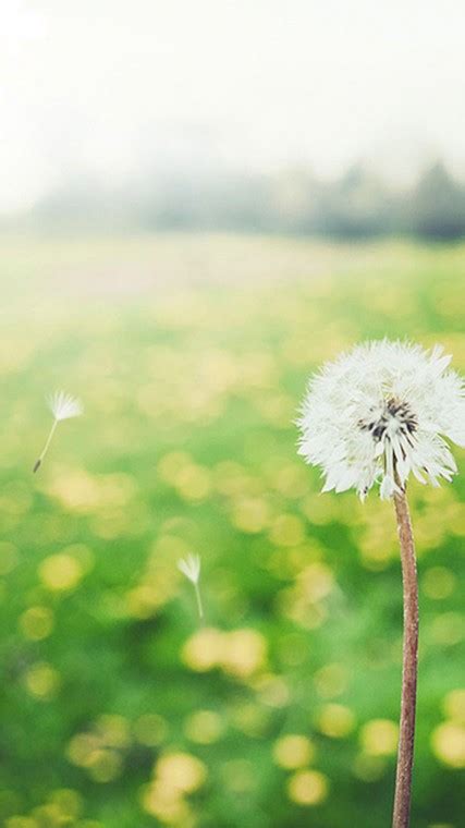 40 Blowing Dandelion Wallpapers WallpaperSafari