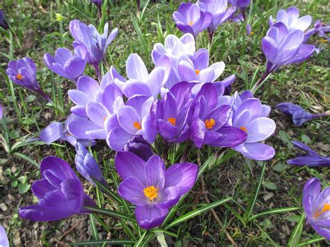 Krokus Wiosna Purpurowy Darmowe zdjęcie na Pixabay Pixabay