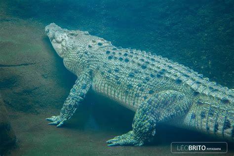 Crocodilo de água salgada
