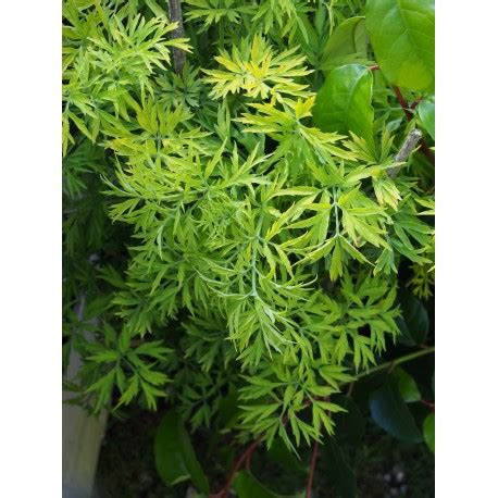 Sambucus nigra Golden Tower PÉPINIERE BROCHET LANVIN
