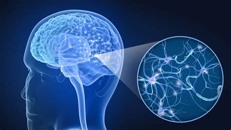 Mitternacht Physik Anhängen an las neuronas Was ist los Kassenbon