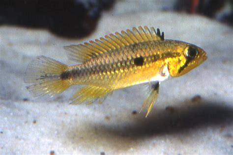 Apistogramma Agassizii Tefe II Weibchen Aqualog De