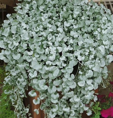 Dichondra Argentea BAUHAUS E Business GmbH Co KG