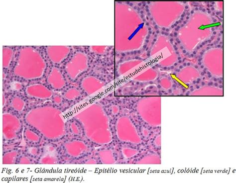 HISTOLOGIA Glândulas Endócrinas