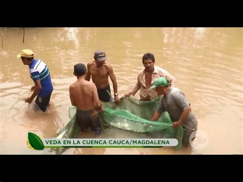 Conozca cuál es la importancia de la veda en la cuenca del río Cauca