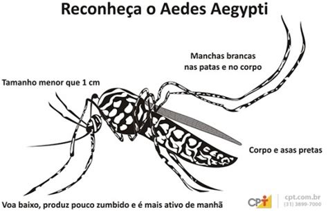 Tudo Sobre Tudo MOSQUITO DA DENGUE