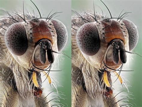3D Cross Eye Stereogram 3d Pictures Picture Eyes