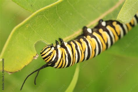 Monarch Butterfly Danaus Plexippus Caterpillar Eating Milkweed