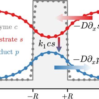 Steady State Concentration Profiles For A 1D Droplet With No Flux