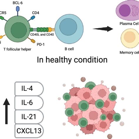 Role Of T Follicular Helper Tfh Cells In The Normal Germinal Center