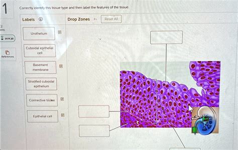 Correctly Identify This Tissue Type And Then Label The Features Of