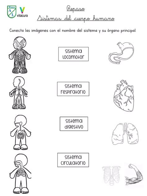 Lapbook De Los Sistemas Del Cuerpo Humano Kulturaupice The Best Porn