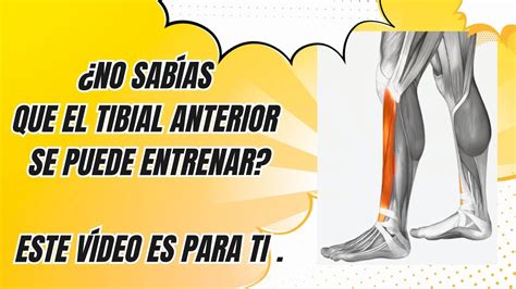 APRENDE A ENTRENAR EL TIBIAL ANTERIOR CON ESTOS EJERCICIOS YouTube