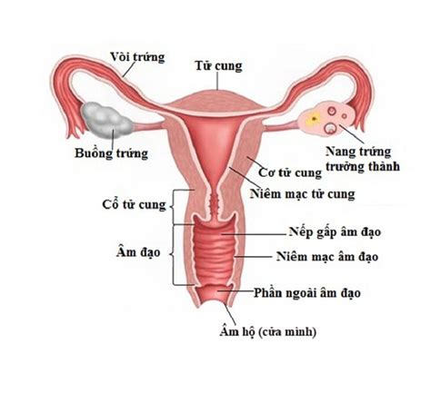 Cơ quan sinh dục của nữ giới gồm những gì TCI Hospital