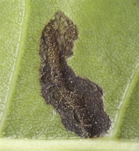 Tube Lep Cottonwood Gypsonoma Haimbachiana Bugguide Net