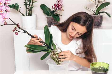 Orchidées comment les cultiver sans racines dans leau De cette