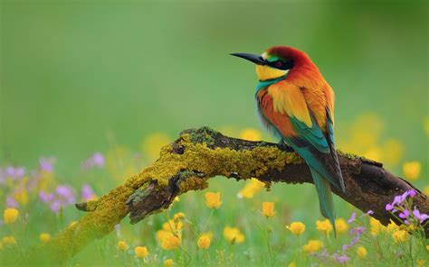 Bird Wallpapers Hd Pixelstalk Net