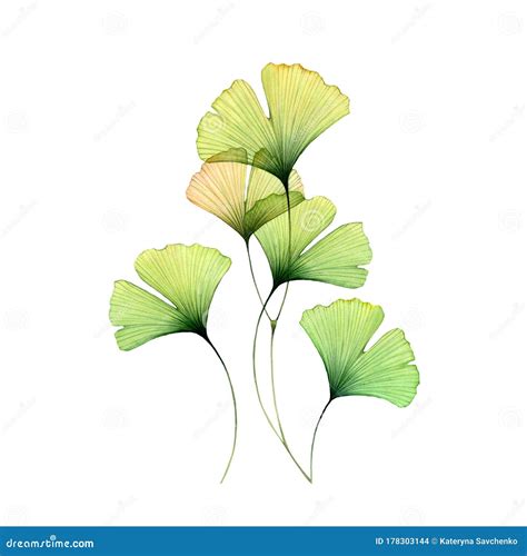 Watercolor Ginkgo Leaves Set Transparent Green Branch Collection