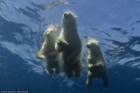 Polar Bear Teaches Her Cubs To Swim In Canada In Amazing Photos Daily