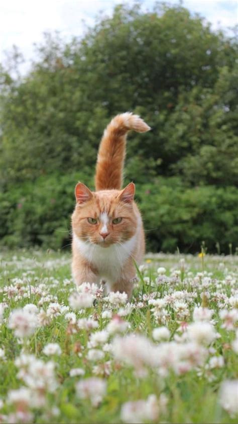 Hi I M A Cat Therian It S Aesthetic For Therians
