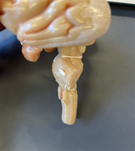 Brainstem Cranial Nerves Diagram Quizlet