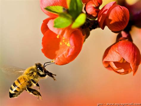 Abeille définition et explications