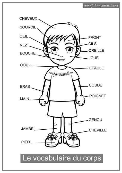 Vocabulaire du corps Thème corps humain maternelle Feuilles de