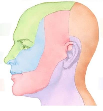 Dermatomes Chart Head Printable Lab The Best Porn Website