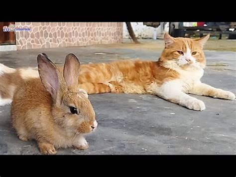 Simon Kucing Lucu Ditemani Kelinci Menunggu Makan Siang Youtube