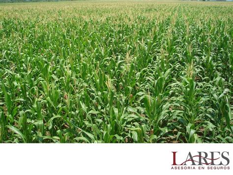 SEGUROS PARA EL CULTIVO LARES El cultivo de maíz es uno de los más