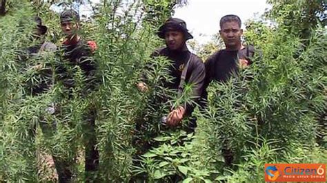 TNI Temukan Ladang Ganja Di Perbatasan Papua News Liputan6