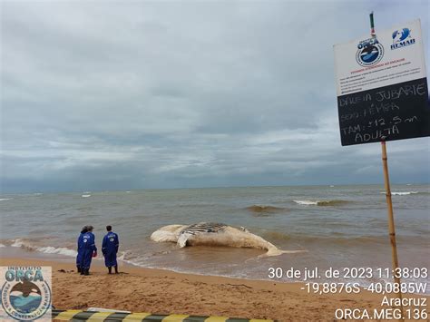 A Gazeta Baleia jubarte é encontrada morta em areia de praia de Aracruz