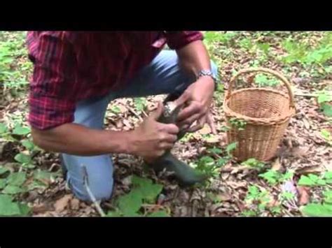 Ay Mantar Boletus Spp Youtube