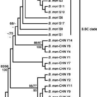 Mp Phylogenetic Tree Reconstruction Based On The Concatenated Mtdna