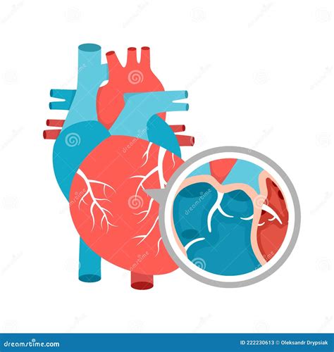 Human Heart Anatomy Close Up Educational Diagram With Heart