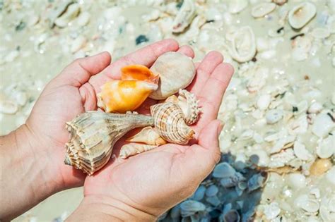 Cape Romano Shelling Tour Florida Adventures And Rentals