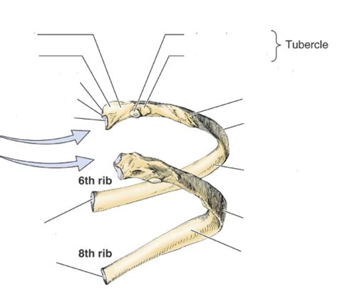 Typical Rib Labelling Diagram Quizlet